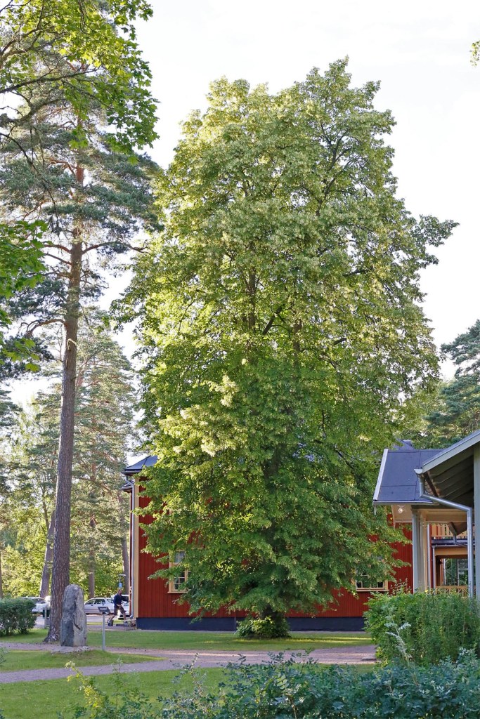 Lind – det jungfruliga trädet – Biofilia