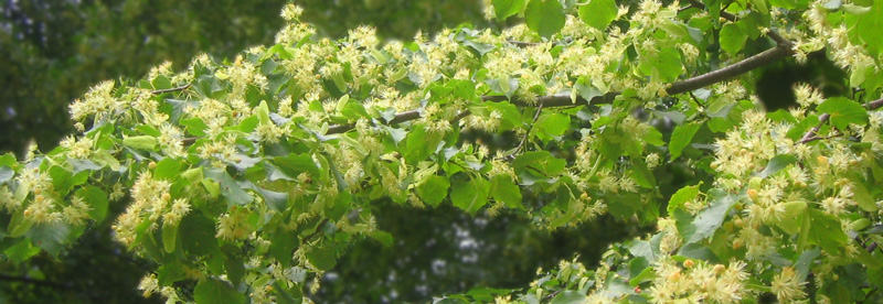 Lind – det jungfruliga trädet – Biofilia