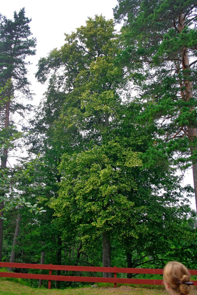 Lind – det jungfruliga trädet – Biofilia