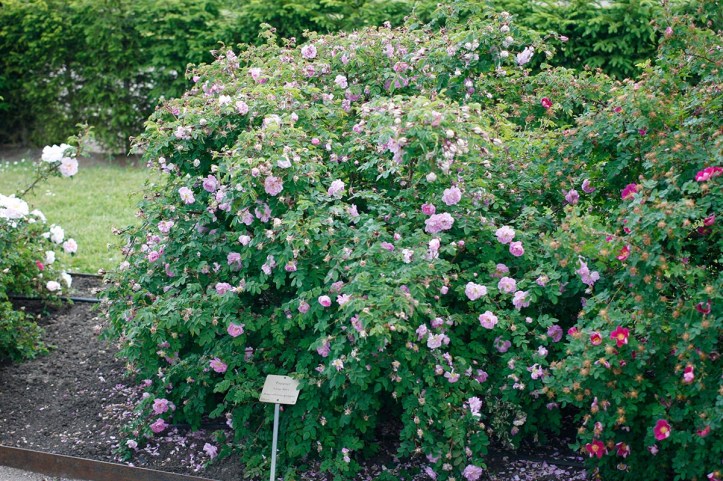 Pimpinellrosor – söta tuffingar – Biofilia