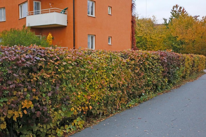 Häckhagtorn & kanadahagtorn ‒ odlad taggtråd – Biofilia