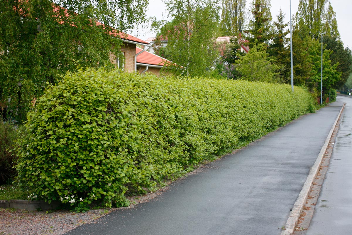 Häckhagtorn & kanadahagtorn ‒ odlad taggtråd – Biofilia
