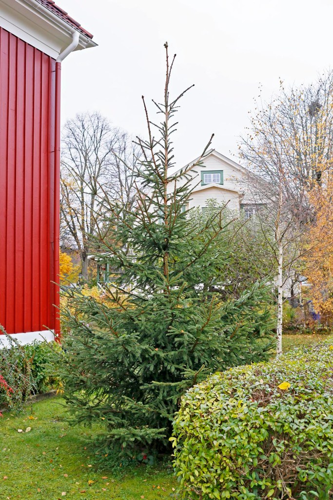 Gran ‒ grön, grann och glömd – Biofilia