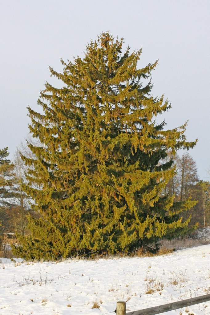 Gran ‒ grön, grann och glömd – Biofilia