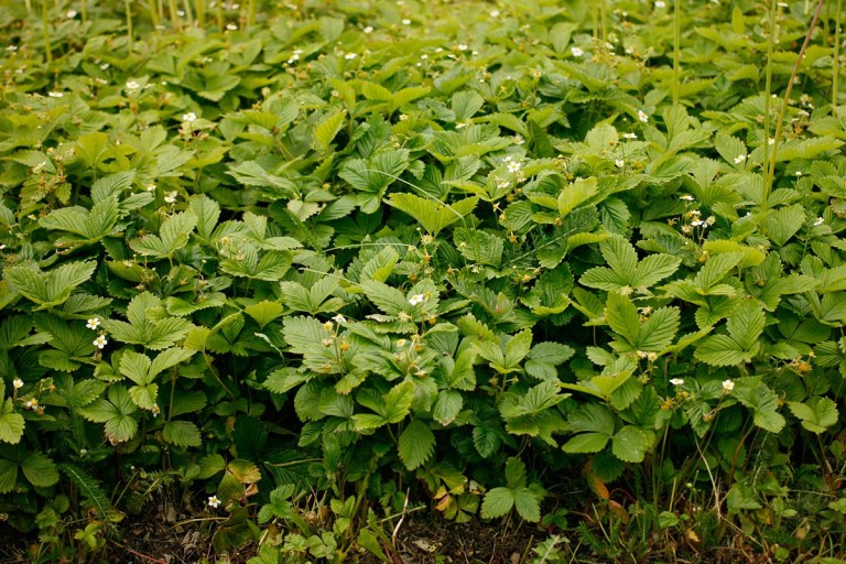 Smultron – mer än bär – Biofilia