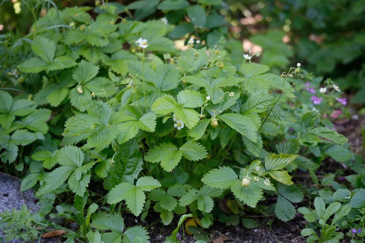 Smultron – mer än bär – Biofilia