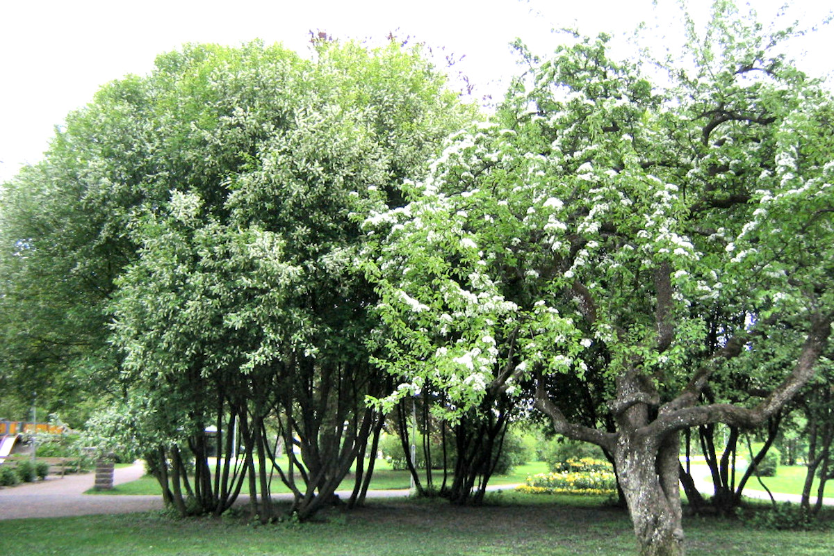 Uppstammat buskage av hägg, Prunus padus – Biofilia